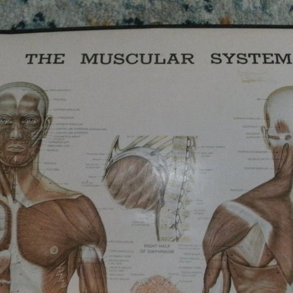 Anatomical Chart Co. | Wall Decor | 947 1981 The Muscular System 2 X 25 ...